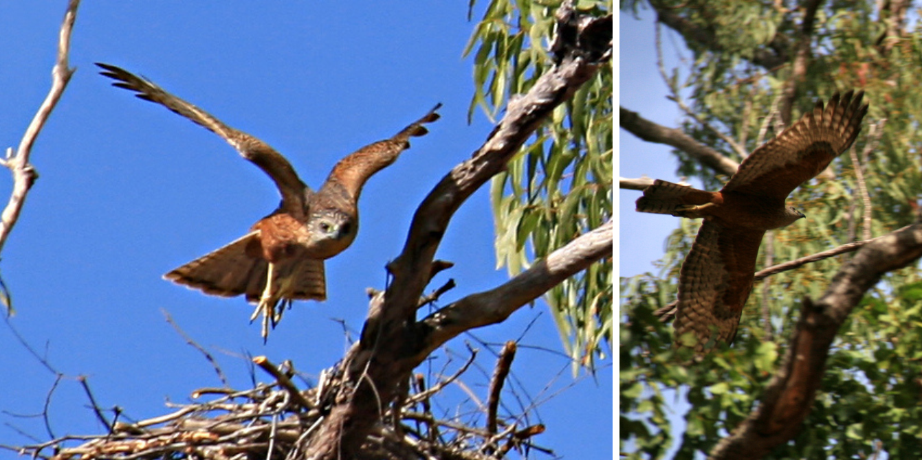 Interview with a Red Goshawk | New Australian poetry, contemporary ...