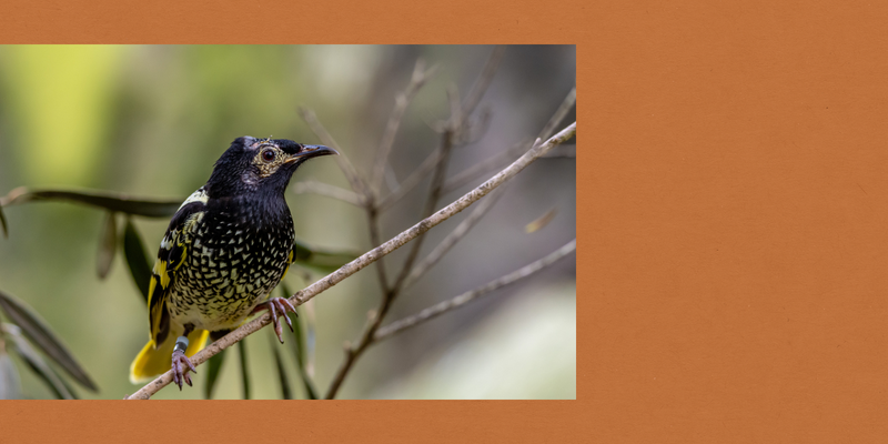 Threatened Species Poems to Inspire You | New Australian poetry ...