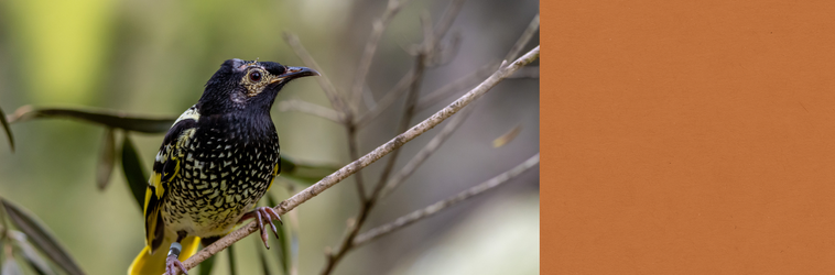 Threatened Species Poems to Inspire You | New Australian poetry ...