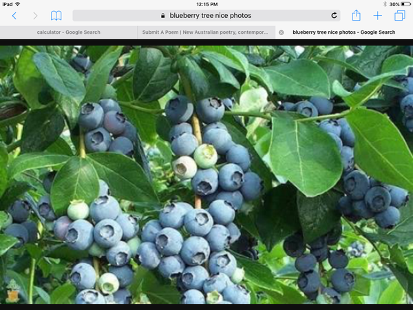 The Blueberry Bush | New Australian poetry, contemporary Australian ...